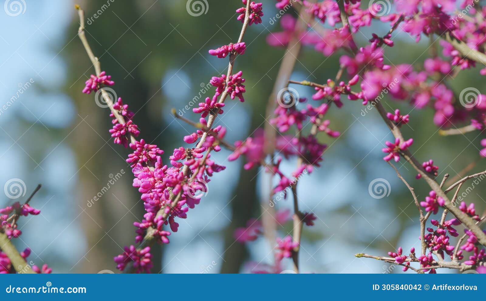 Pink Flowers on Judas Tree. Commonly Known As the Judas Tree is a Small ...