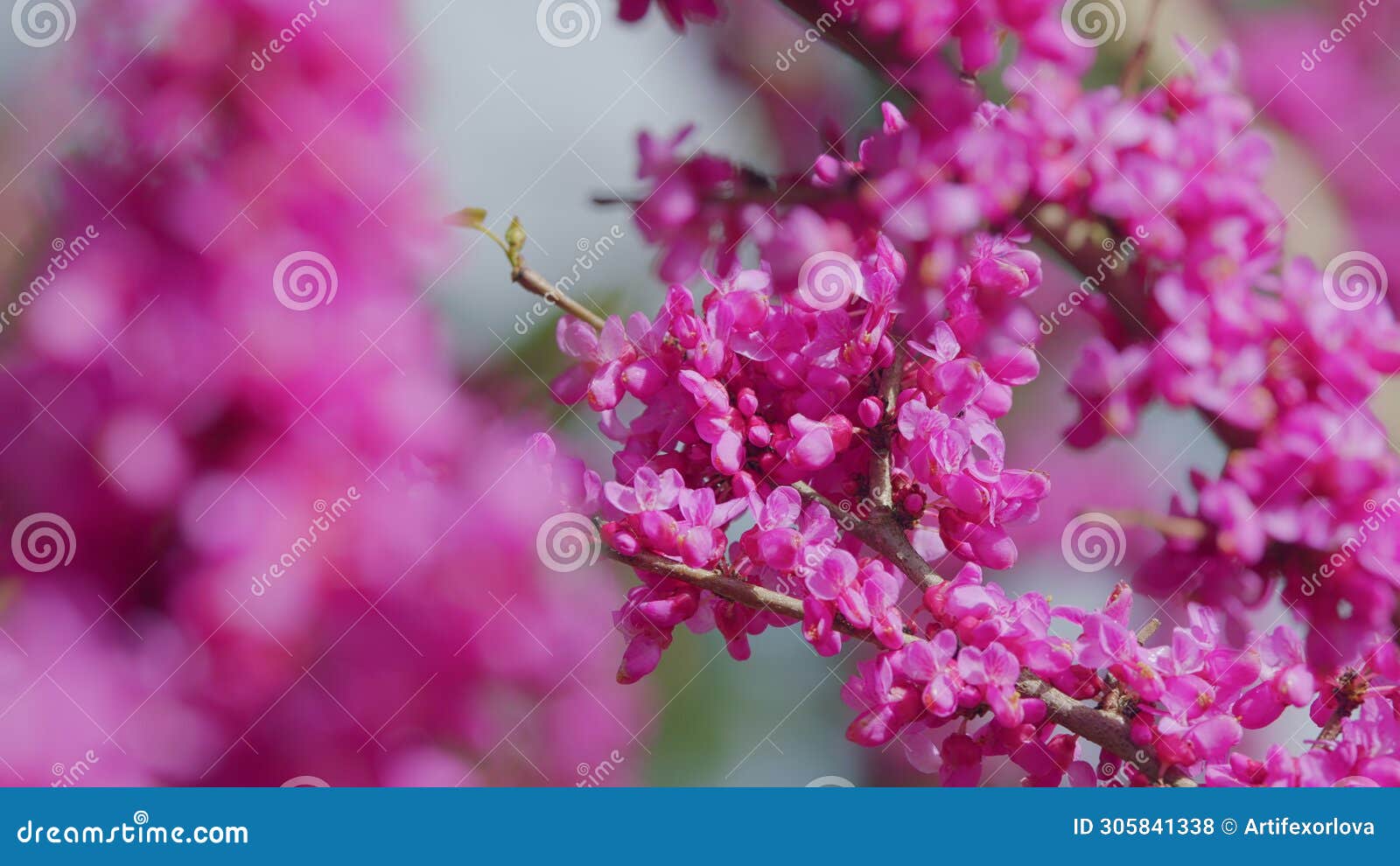 Pink Flowers on Judas Tree. Commonly Known As the Judas Tree is a Small ...