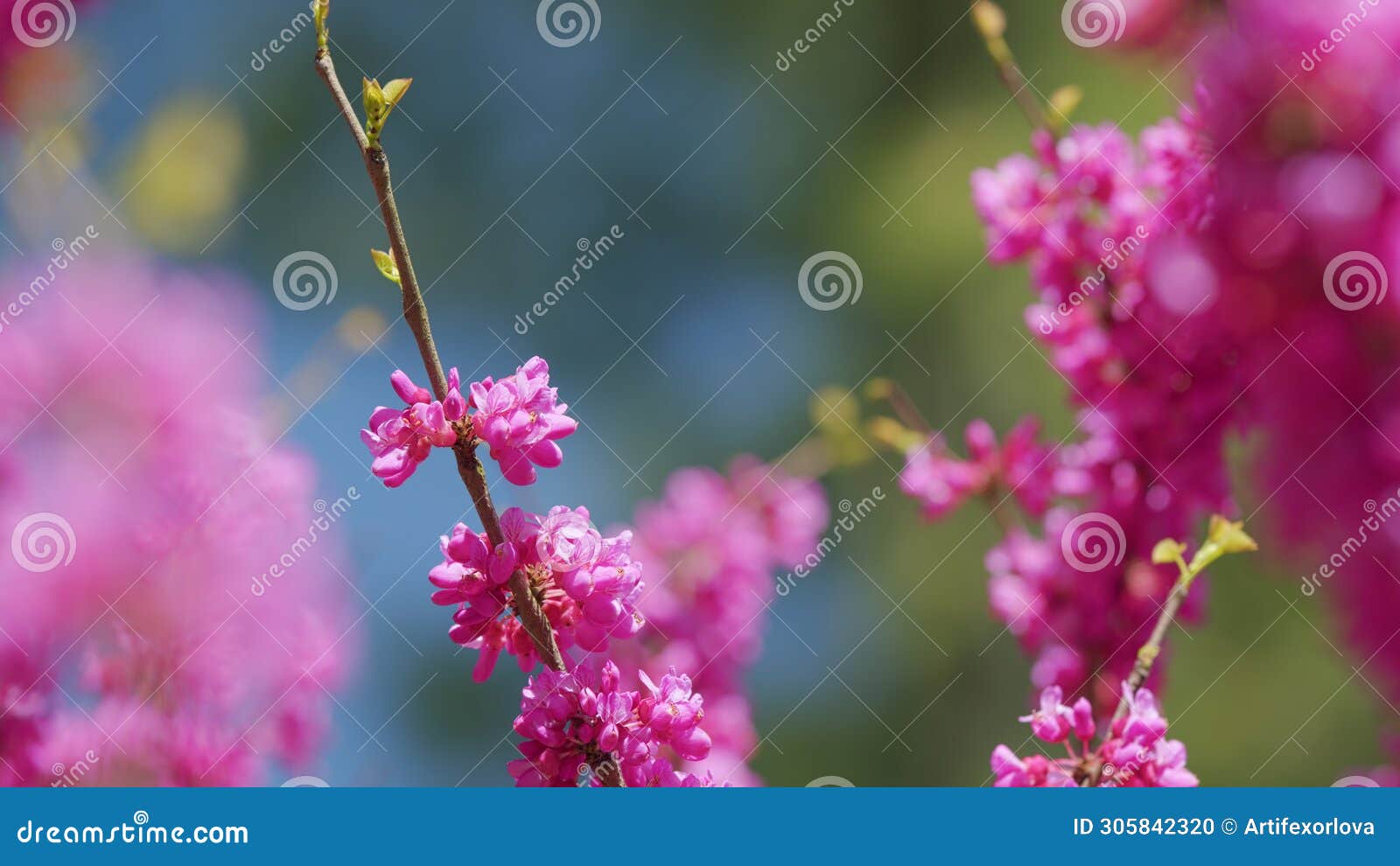 Pink Flowers on Judas Tree. Commonly Known As the Judas Tree is a Small ...