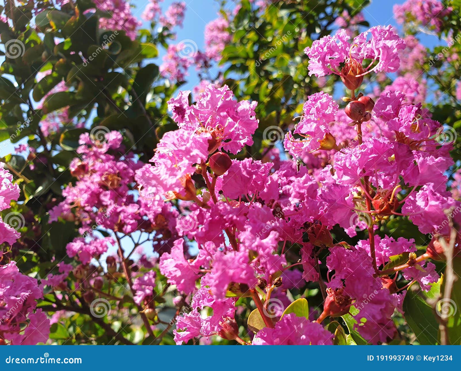 Pink flowers Lagerstroemia stock image. Image of crape - 191993749