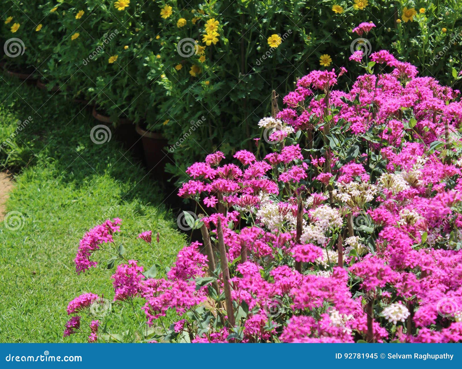 Pink flowers landscape stock image. Image of botany, nature - 92781945