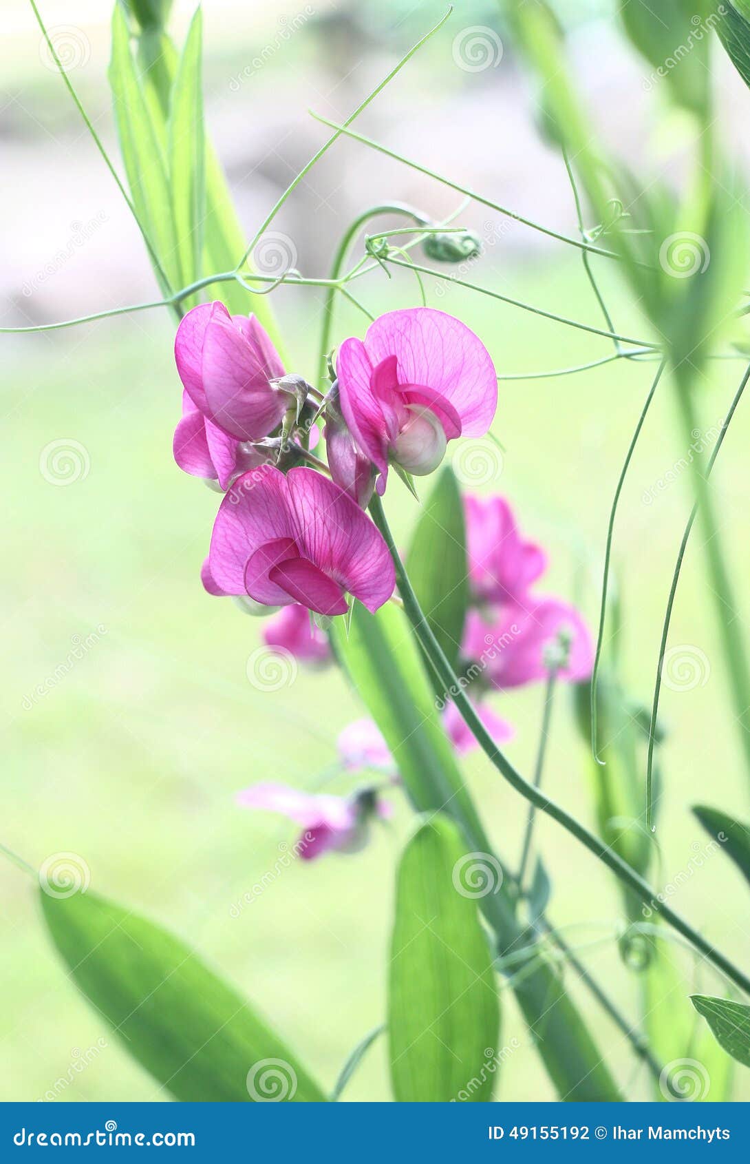Pink flowers of lathyrus. stock photo. Image of green - 49155192