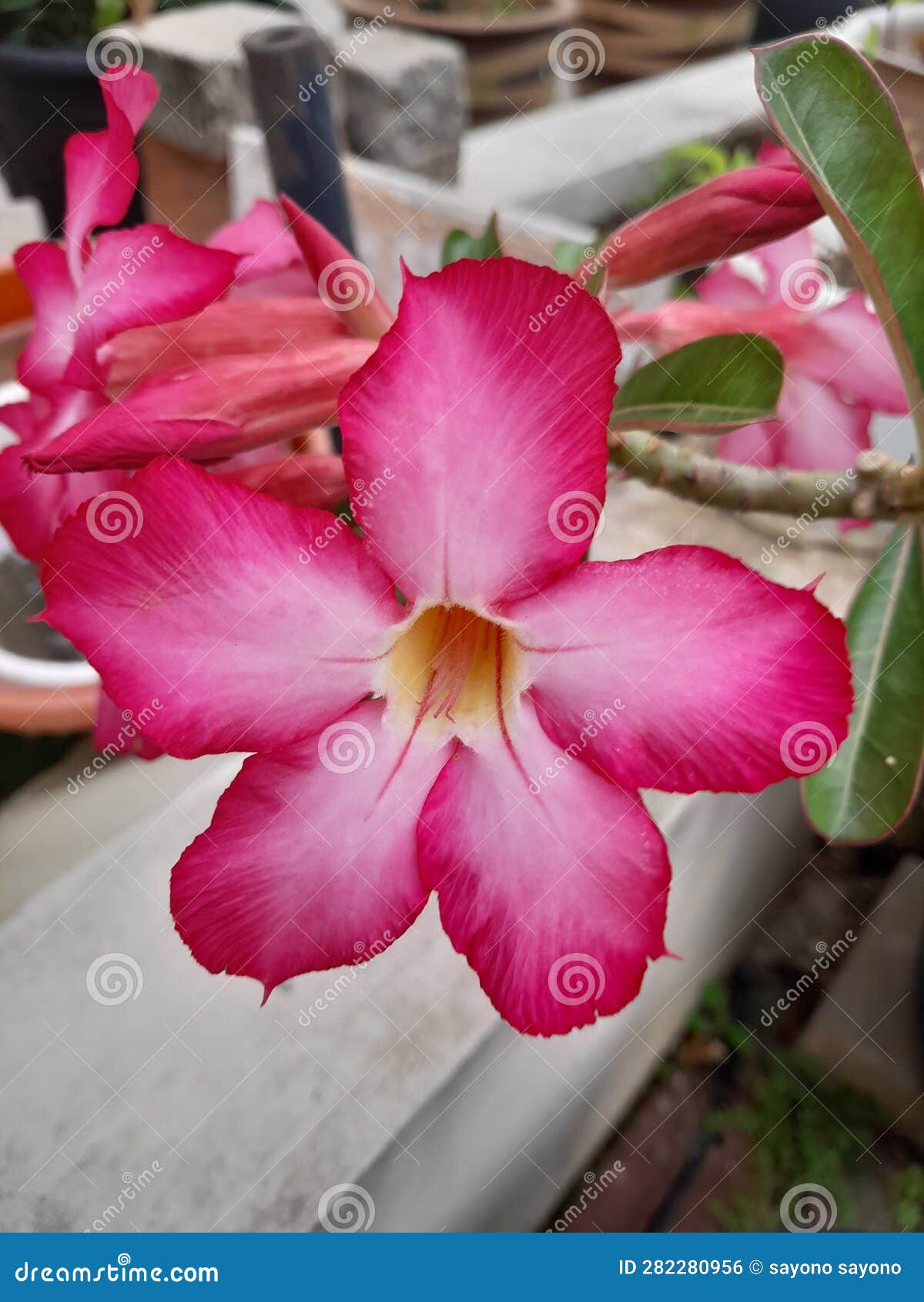 Pink Flowers that Look so Beautiful and Charming. Stock Photo - Image ...