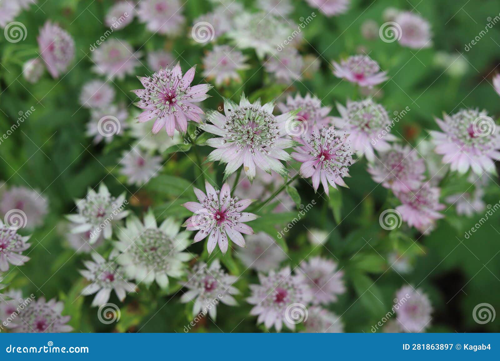 Pink Flowers of Masterwort, Astrantia Major. Stock Image - Image of ...