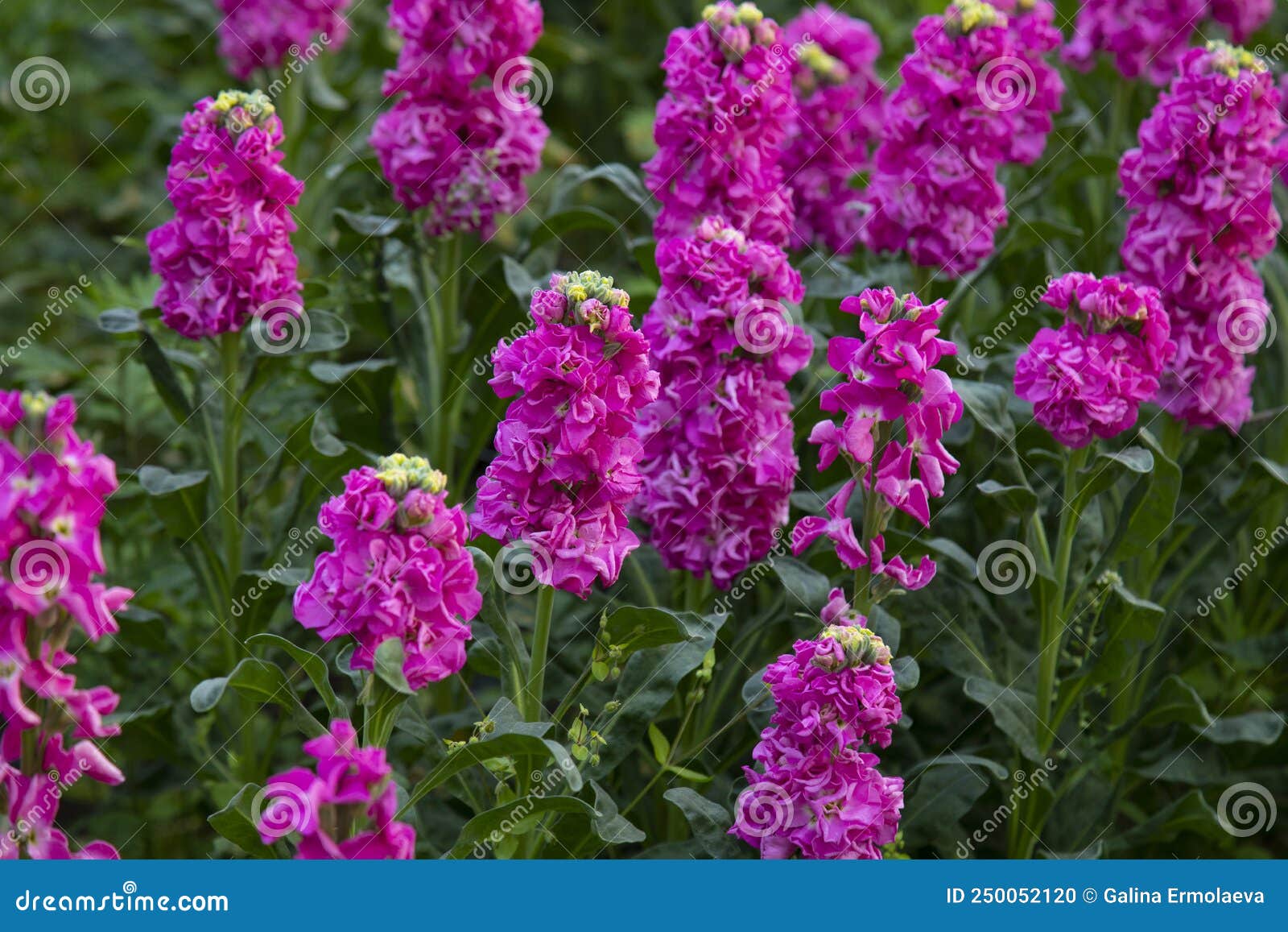 Pink Flowers of Matthiola Incana Stock Photo - Image of color, garden ...