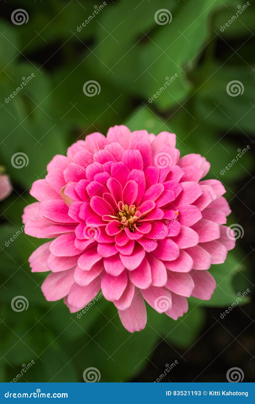 Pink flowers in the meadow stock image. Image of pink - 83521193