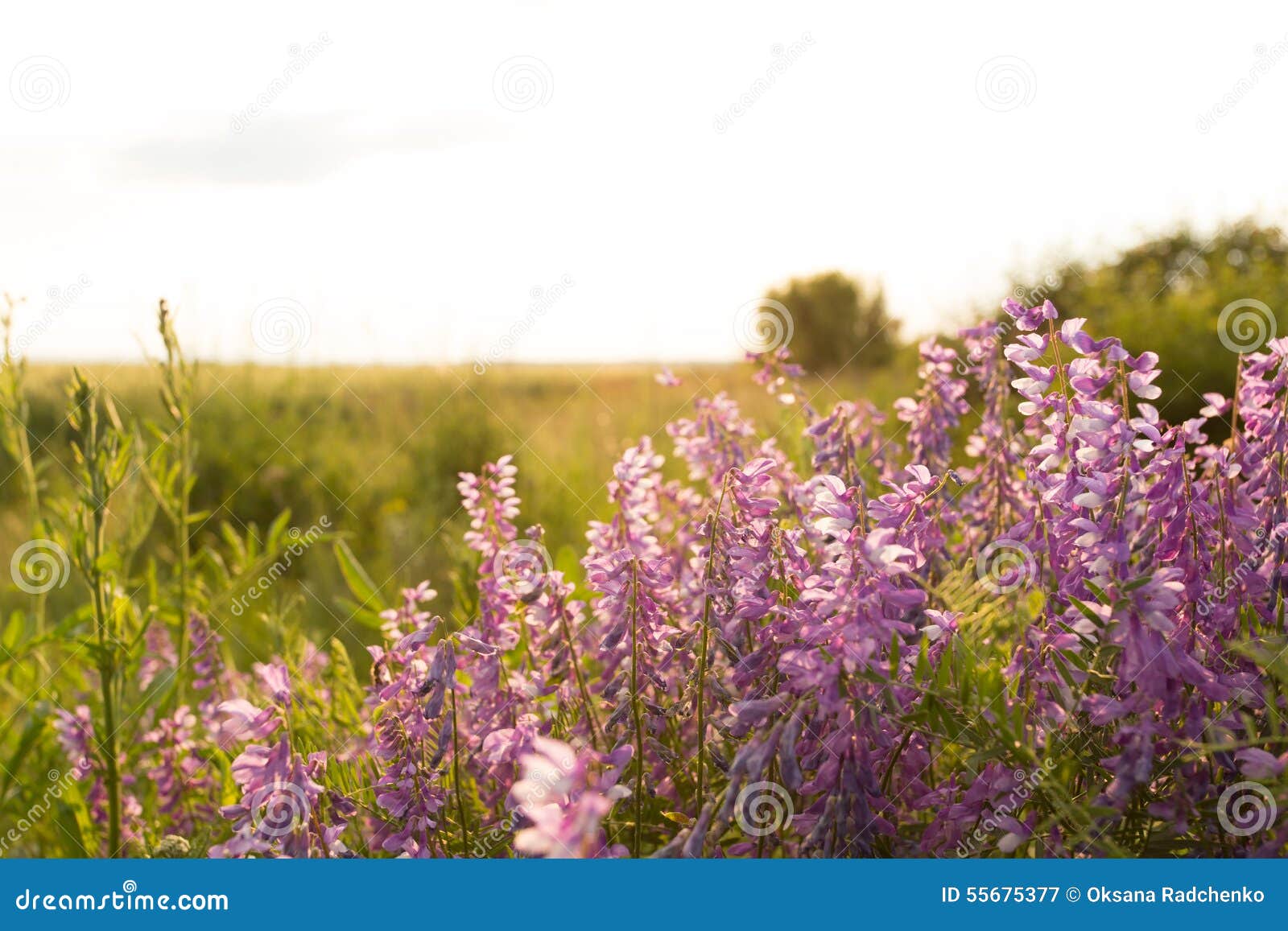 Pink flowers in the meadow stock image. Image of close - 55675377