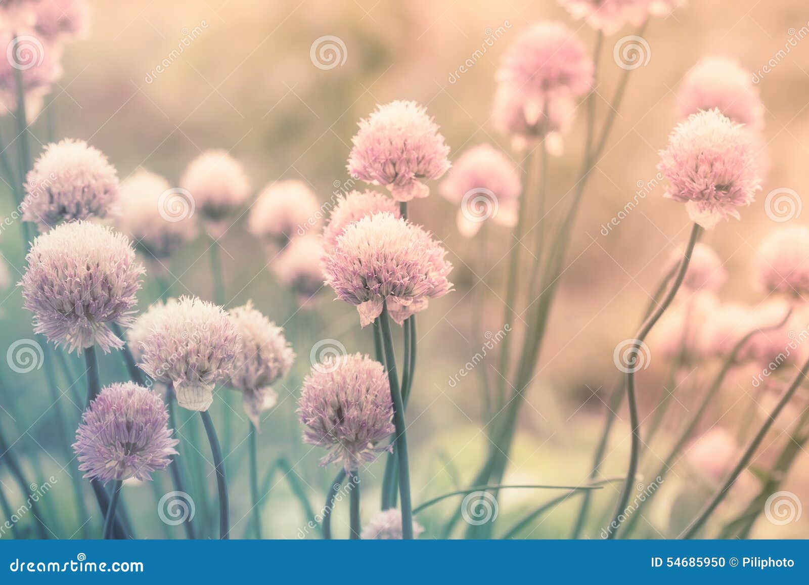 Pink flowers on the meadow stock photo. Image of floral - 54685950