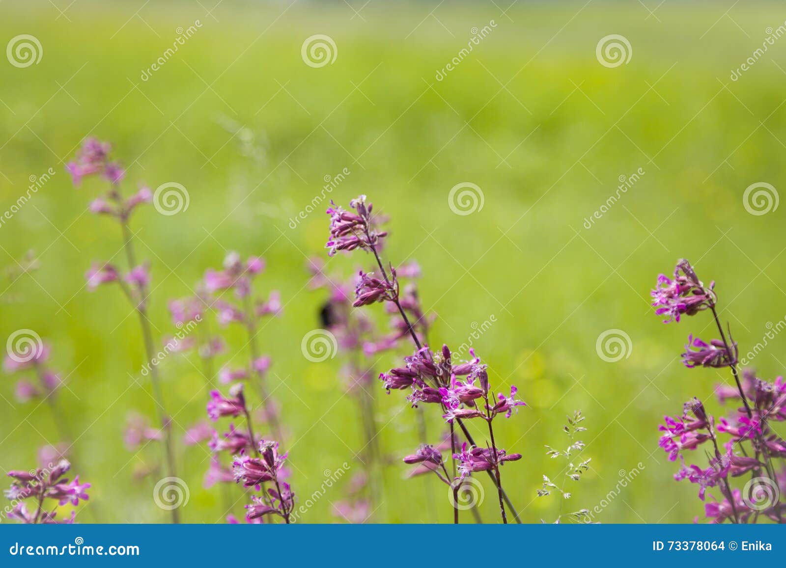 Pink flowers in a meadow stock photo. Image of grass - 73378064