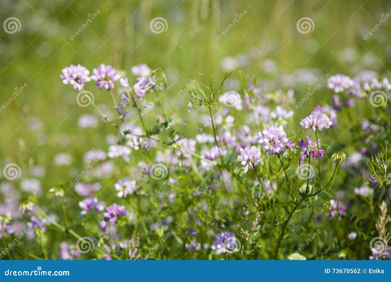 Pink flowers in a meadow stock photo. Image of clover - 73670562