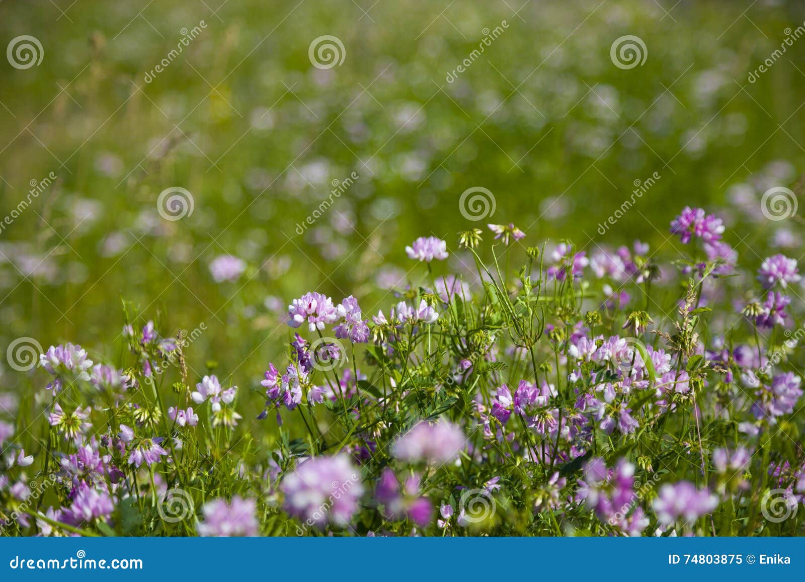 Pink flowers in a meadow stock image. Image of field - 74803875
