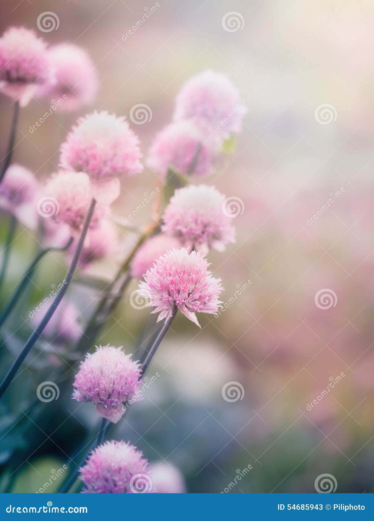 Pink flowers on the meadow stock image. Image of season - 54685943