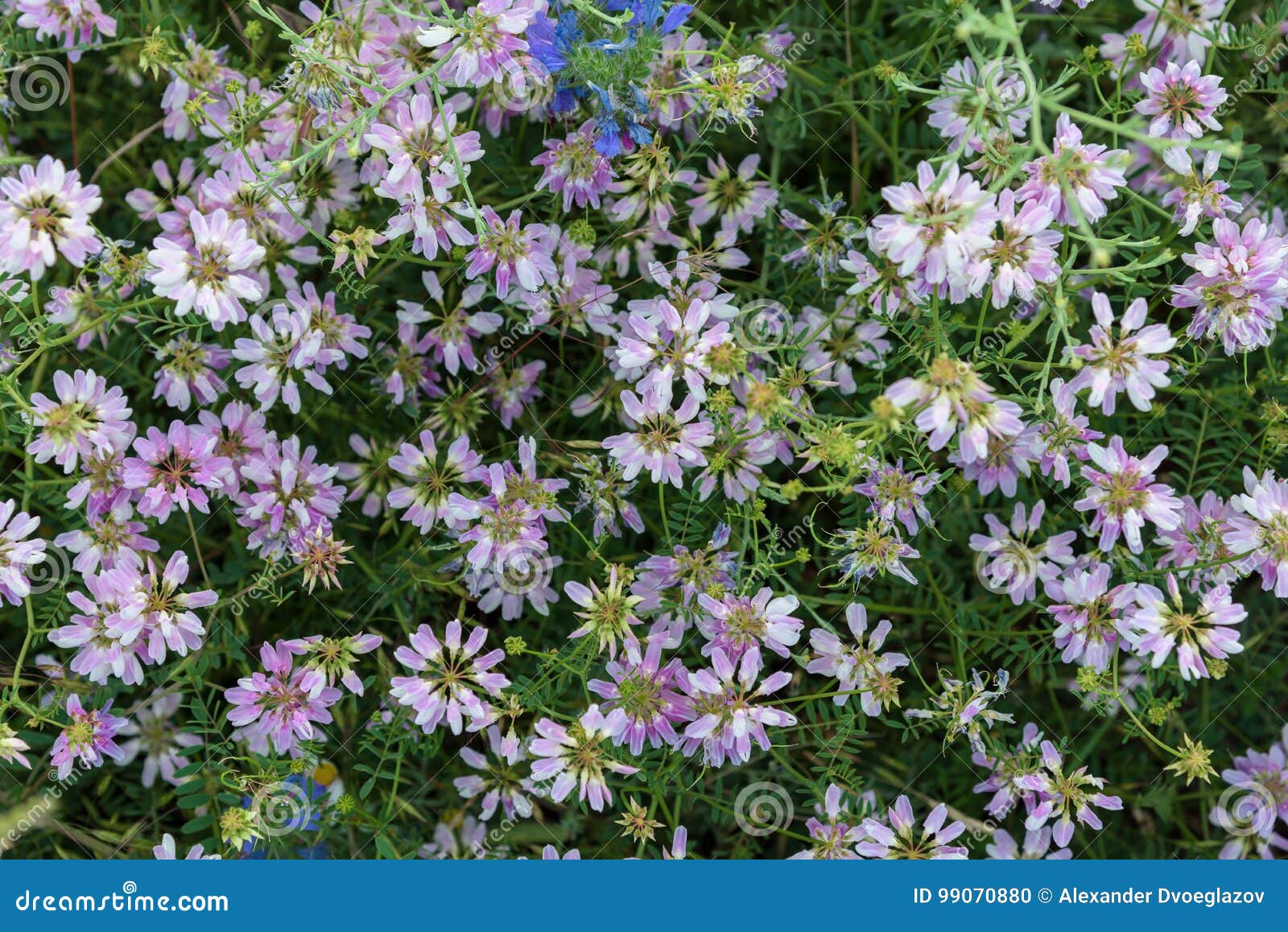 Pink Flowers in Meadow Overhead Top View Stock Photo - Image of bright ...