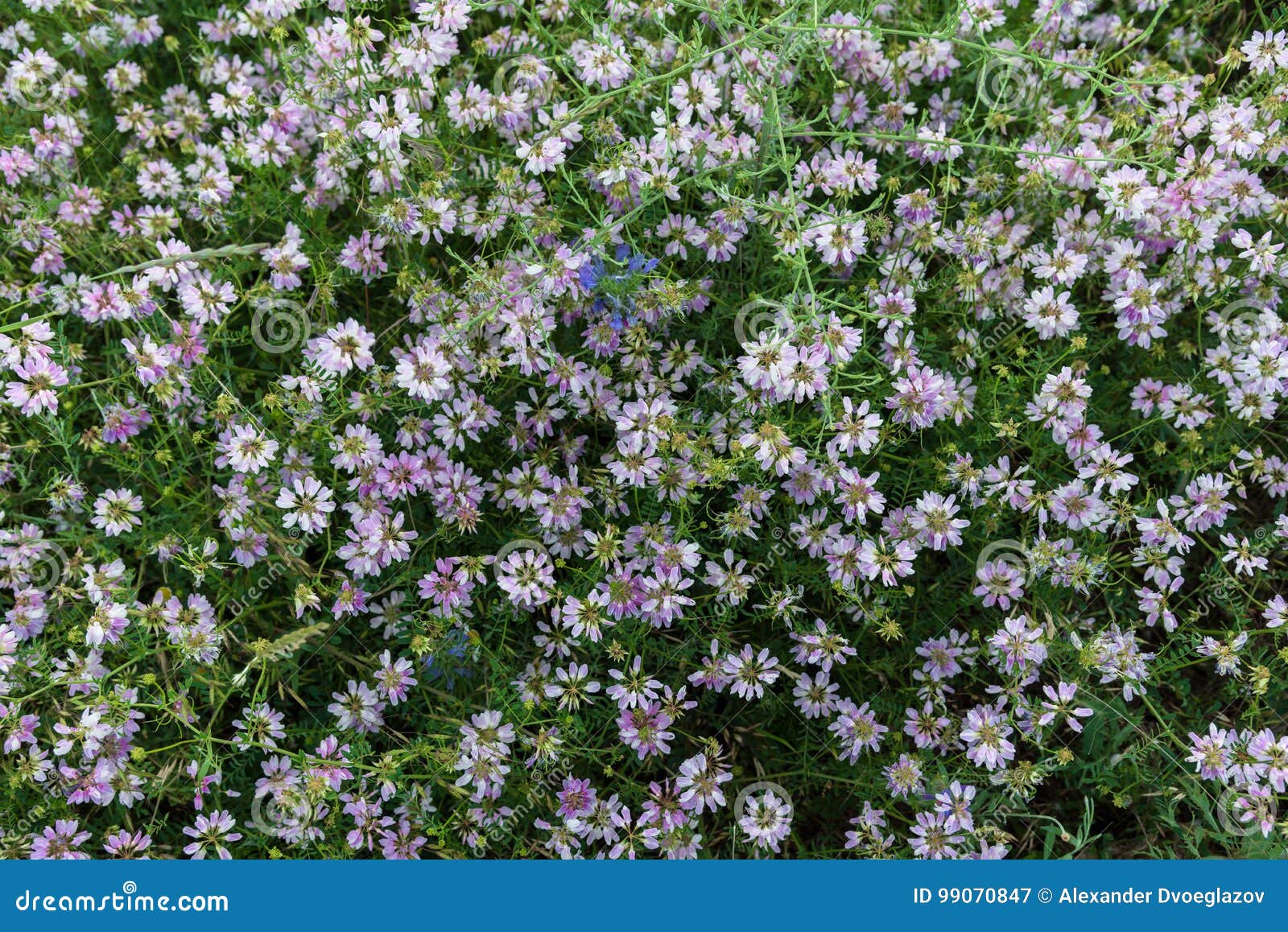 Pink Flowers in the Meadow Overhead Top View Stock Image - Image of ...
