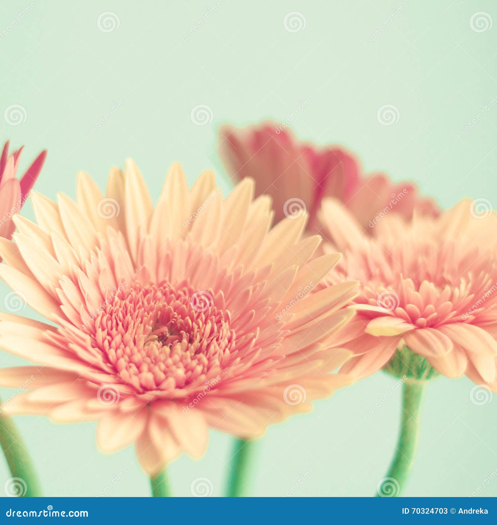Pink flowers on mint stock image. Image of green, color - 70324703