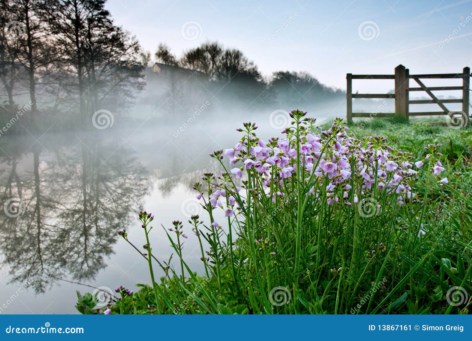Pink Flowers by a Misty River Stock Image - Image of mist, tree: 13867161