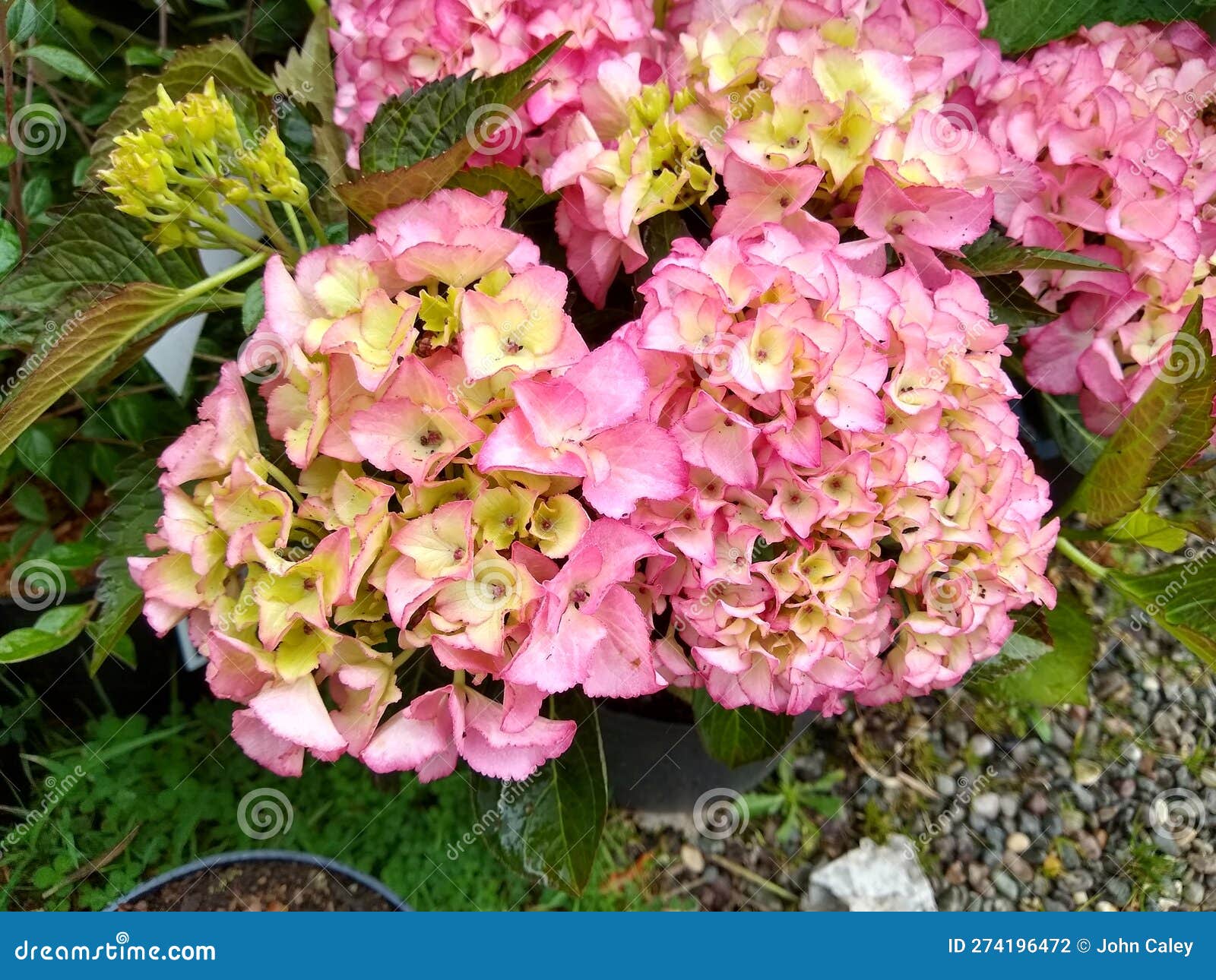 Hydrangea Macrophylla Red Angel Stock Photo - Image of opening, floral ...