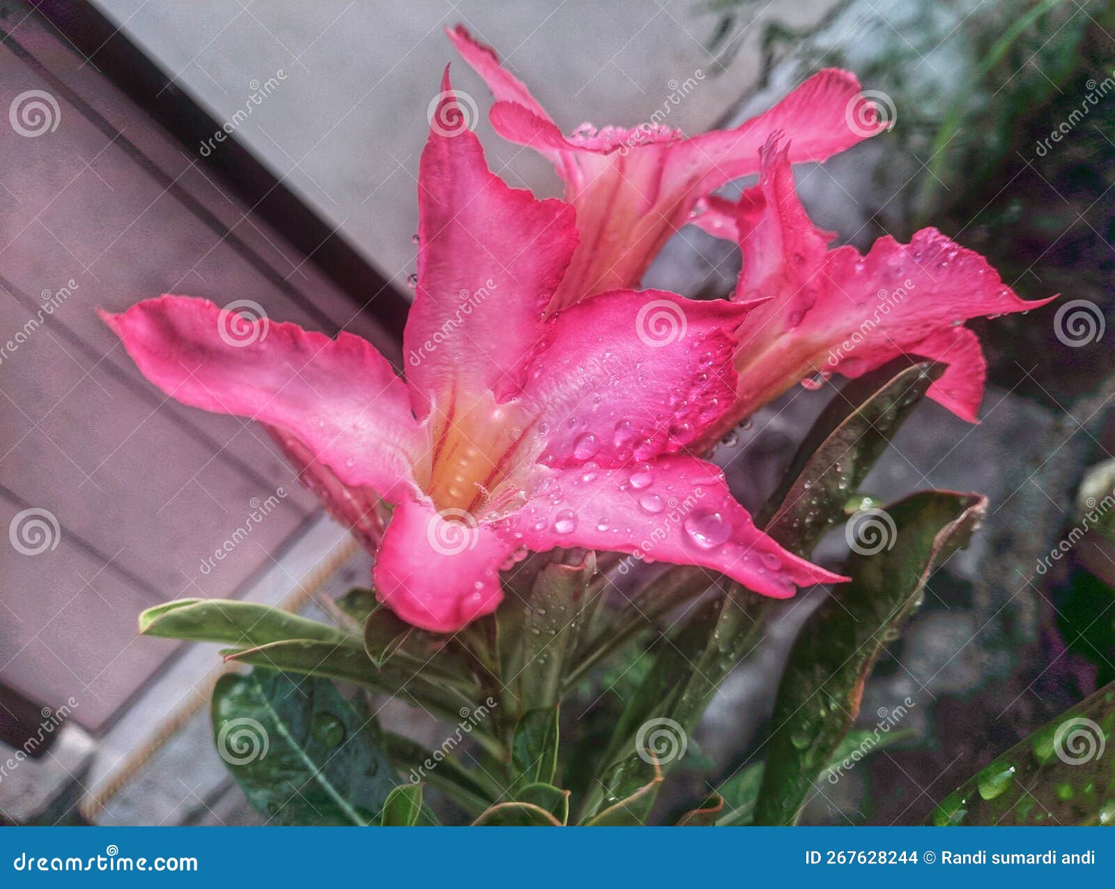 Pink Flowers with Morning Dew Drops Stock Photo - Image of flower, leaf ...
