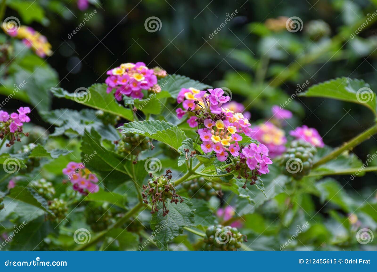 Pink Flowers Moved by the Spring Wind Stock Image - Image of beauty ...