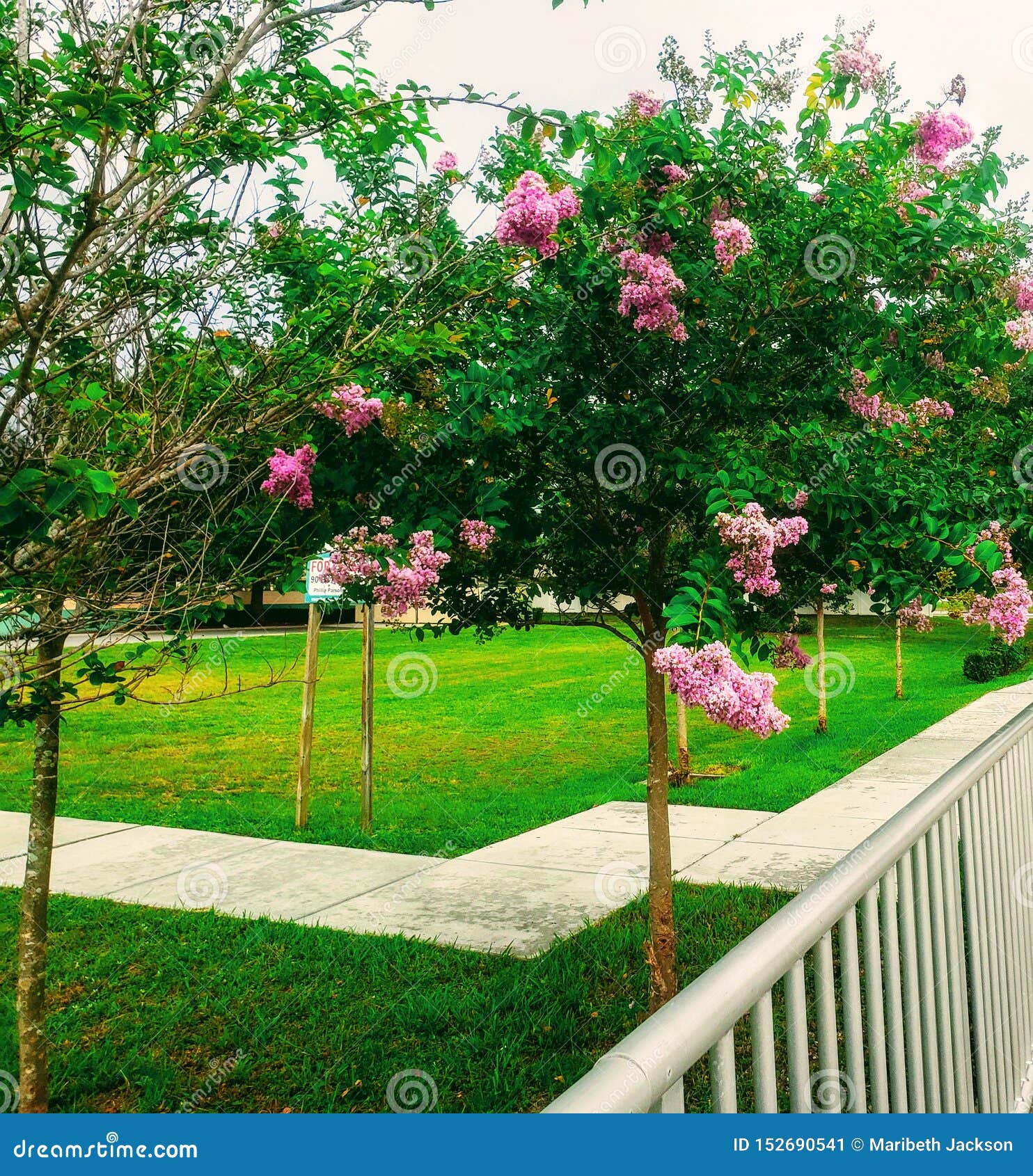 Pink flowers stock image. Image of tree, pink, flowers - 152690541