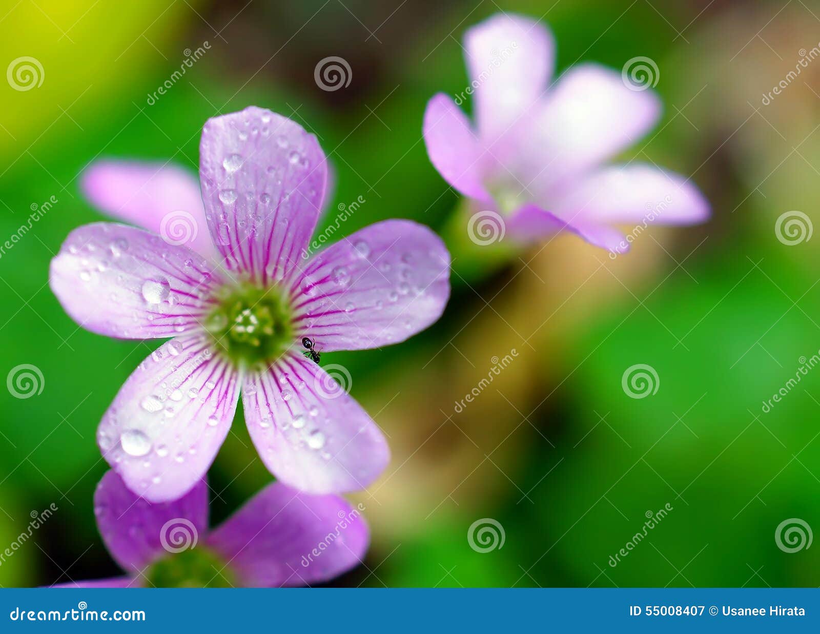 Pink Flowers on a Nature Background Stock Image - Image of season ...