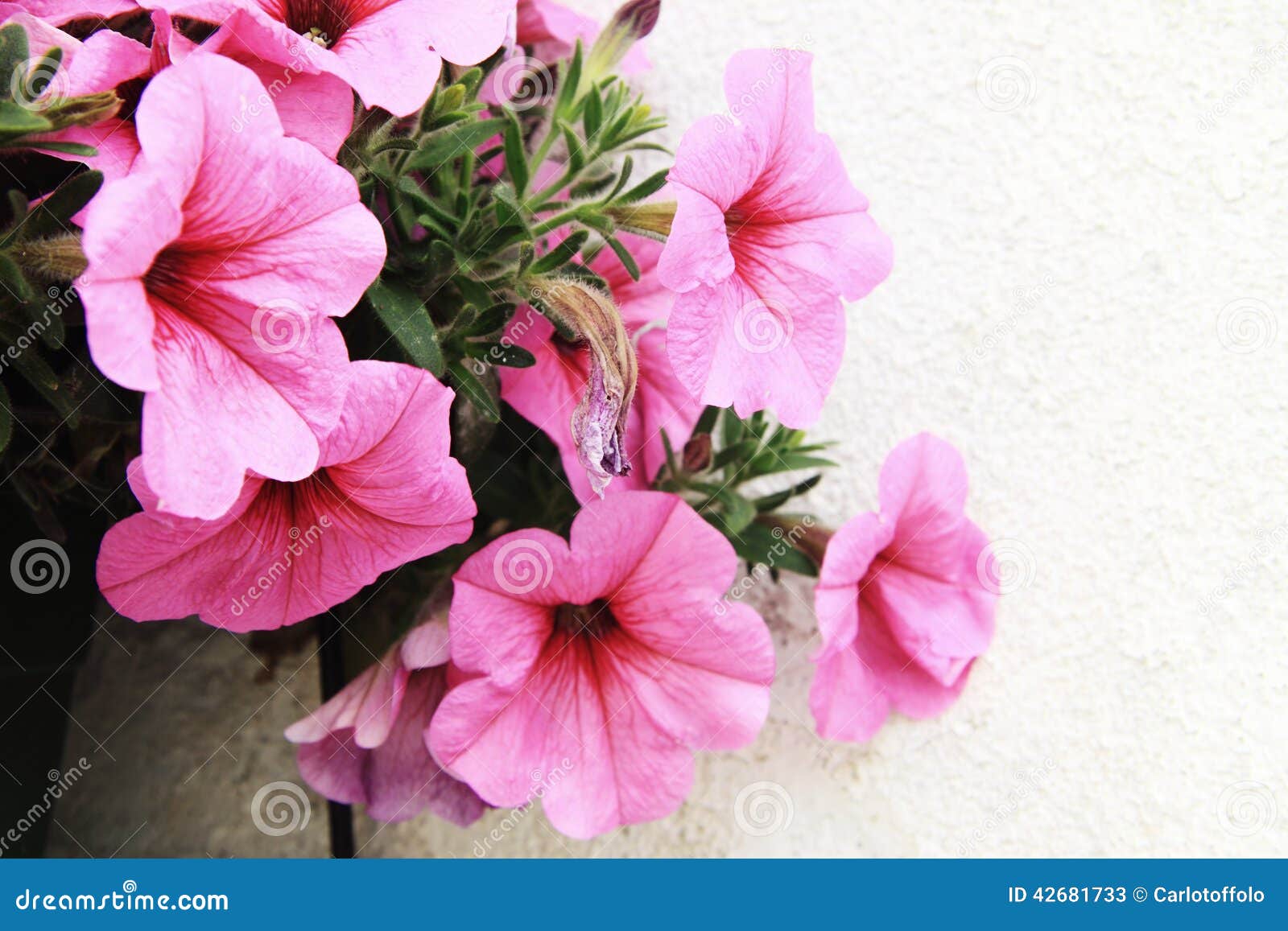 Pink flowers stock image. Image of purple, earth, present - 42681733