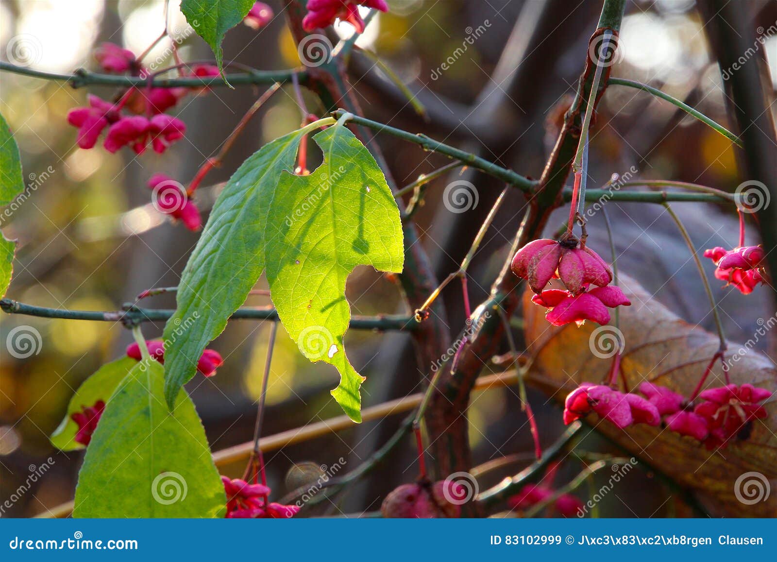 Pink flowers in November stock image. Image of green - 83102999