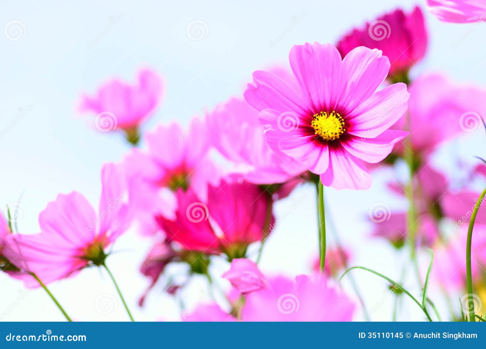 Pink flowers over blue sky stock image. Image of colorful - 35110145
