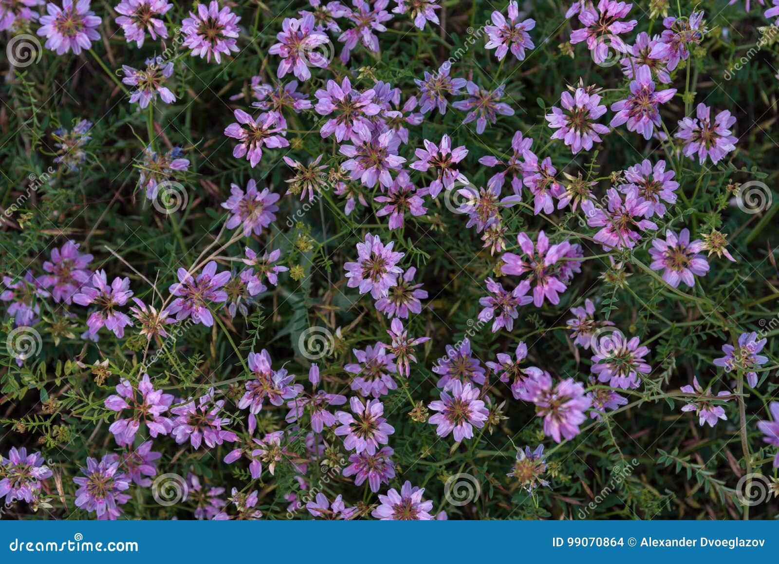Pink Flowers Overhead Top View Closeup Stock Photo - Image of colorful ...