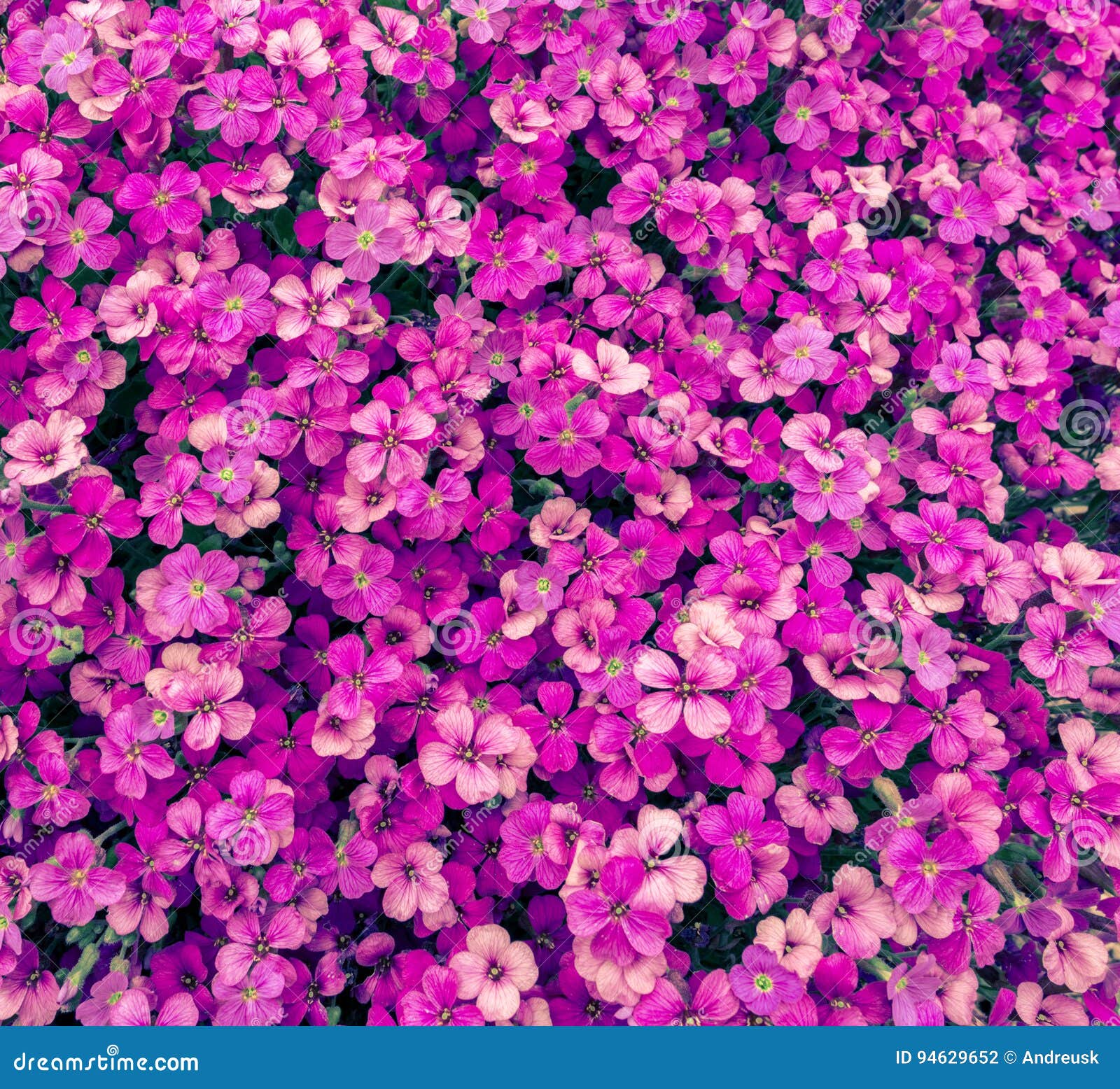 Pink flowers pattern stock photo. Image of beauty, spring - 94629652