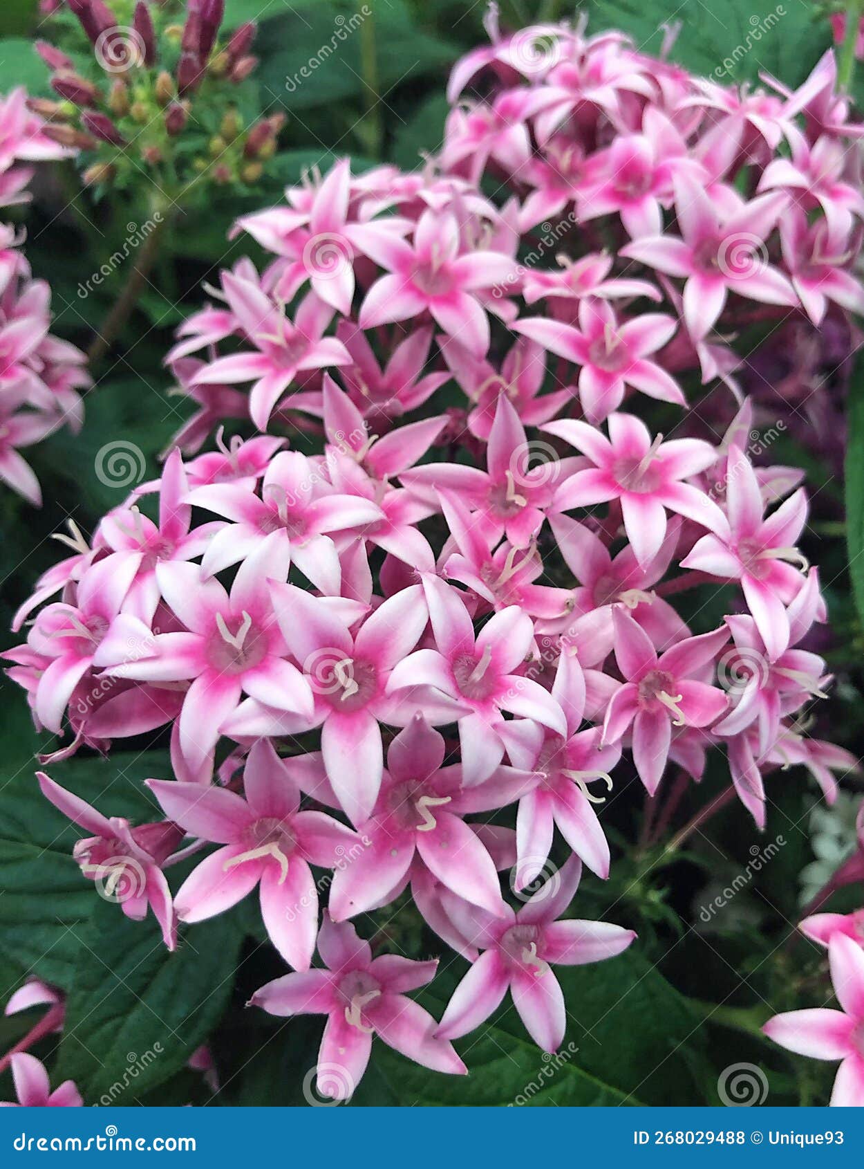 Pink Flowers of Pentas Lanceolatas Stock Photo - Image of star, flower ...