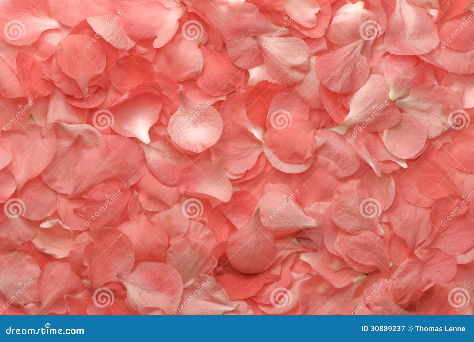 Pink Flowers Petals Texture Stock Image - Image of white, bloom: 30889237