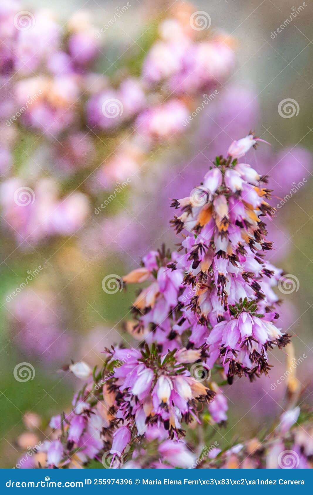 Pink Flowers of the Plant Called Erica Stock Photo - Image of branchy ...