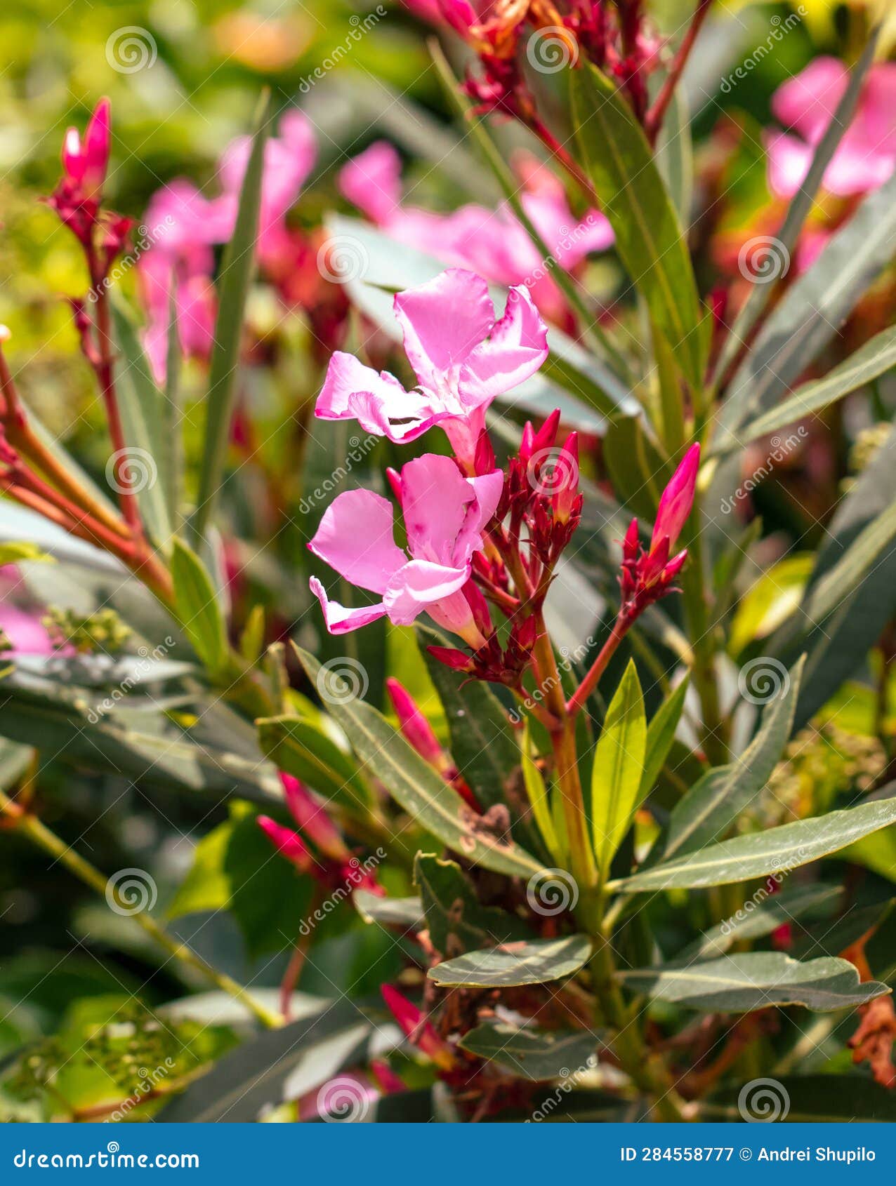 Pink Flowers on Plants in the Park. Nature Stock Image - Image of ...