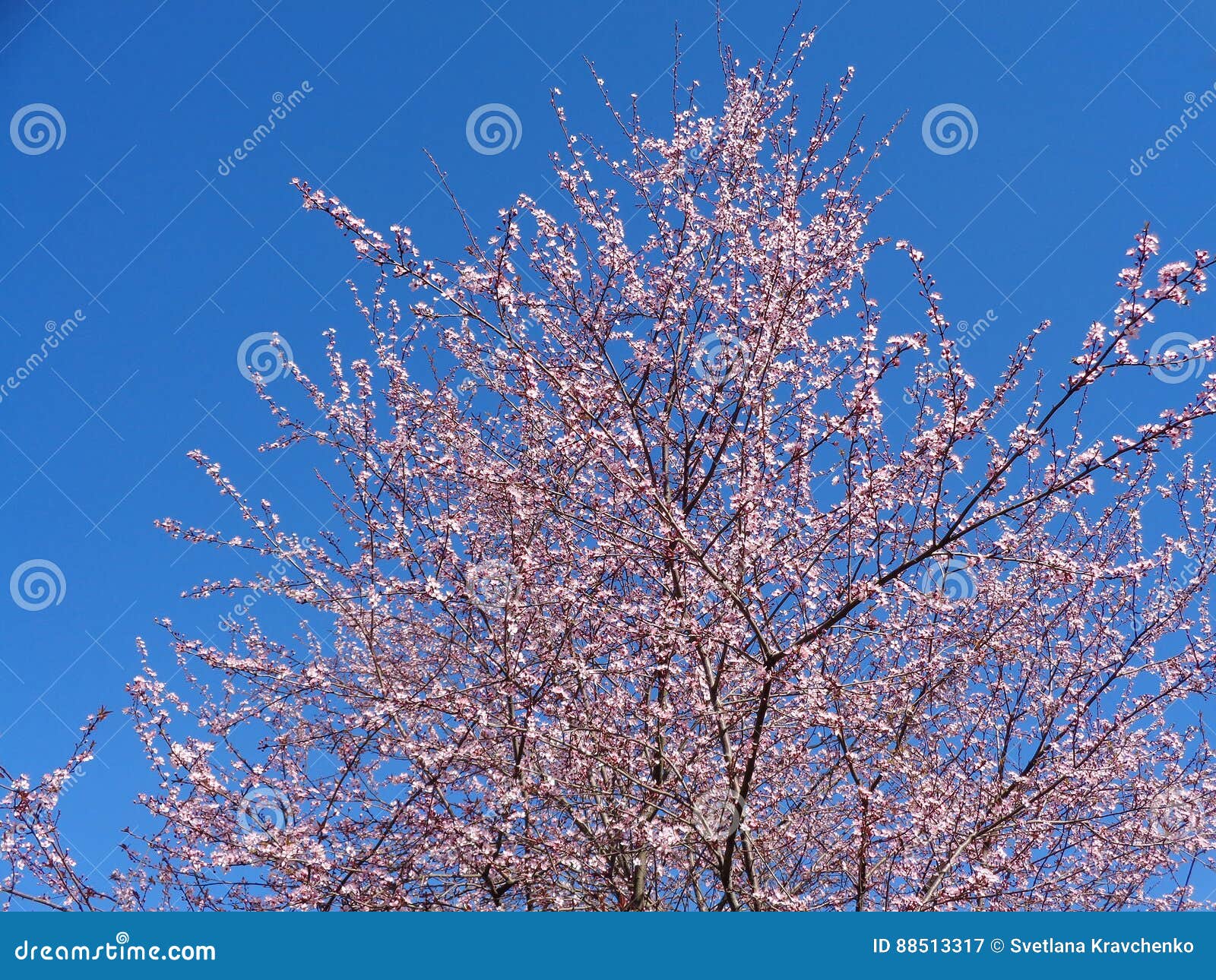 Pink flowers on plum tree stock image. Image of flowering - 88513317