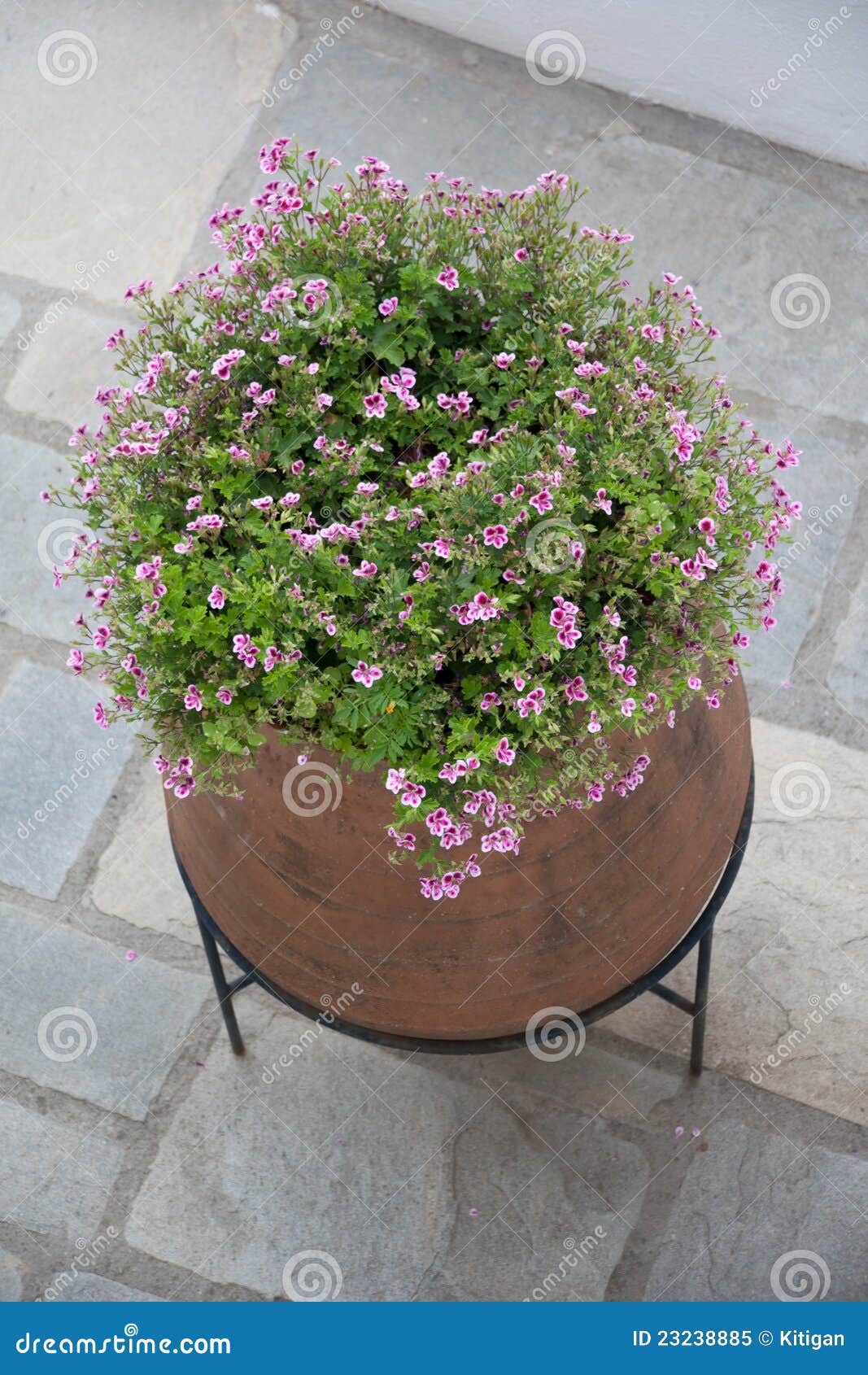 Pink Flowers in Pot stock image. Image of summer, stones - 23238885