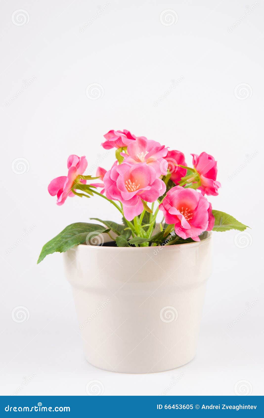 Pink Flowers in Pot stock image. Image of colored, flower - 66453605