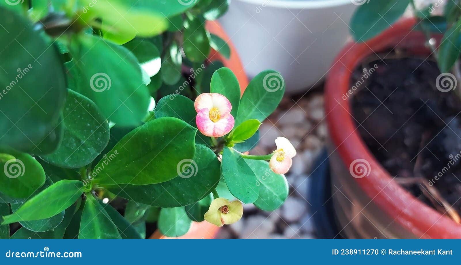 Pink Flowers. Pink Flowers in a Pot Stock Photo - Image of flowers ...