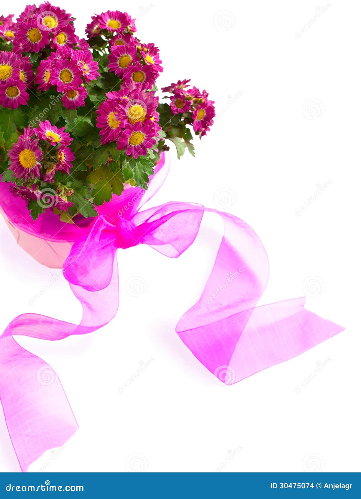 Pink Flowers in the Pot on Wite Background Stock Photo - Image of ...