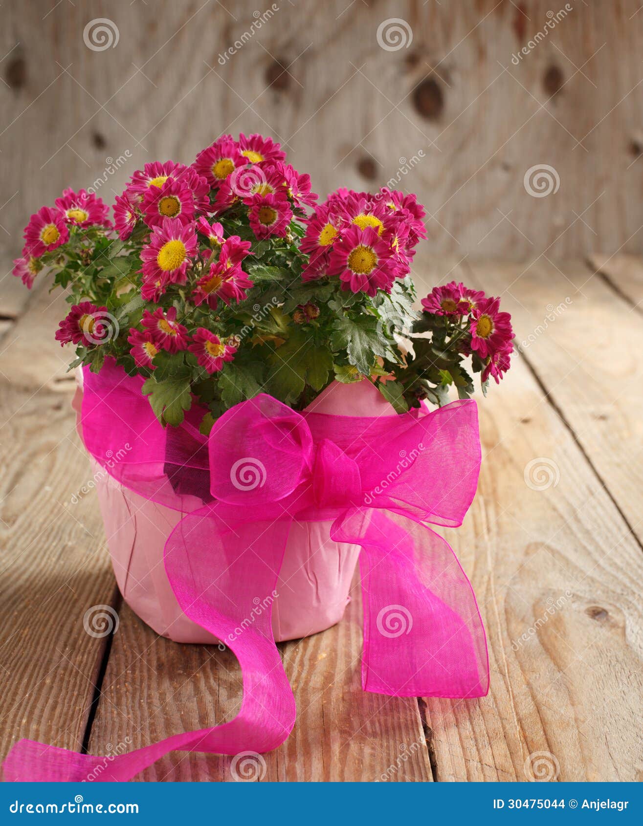 Pink Flowers in the Pot stock photo. Image of card, nature - 30475044