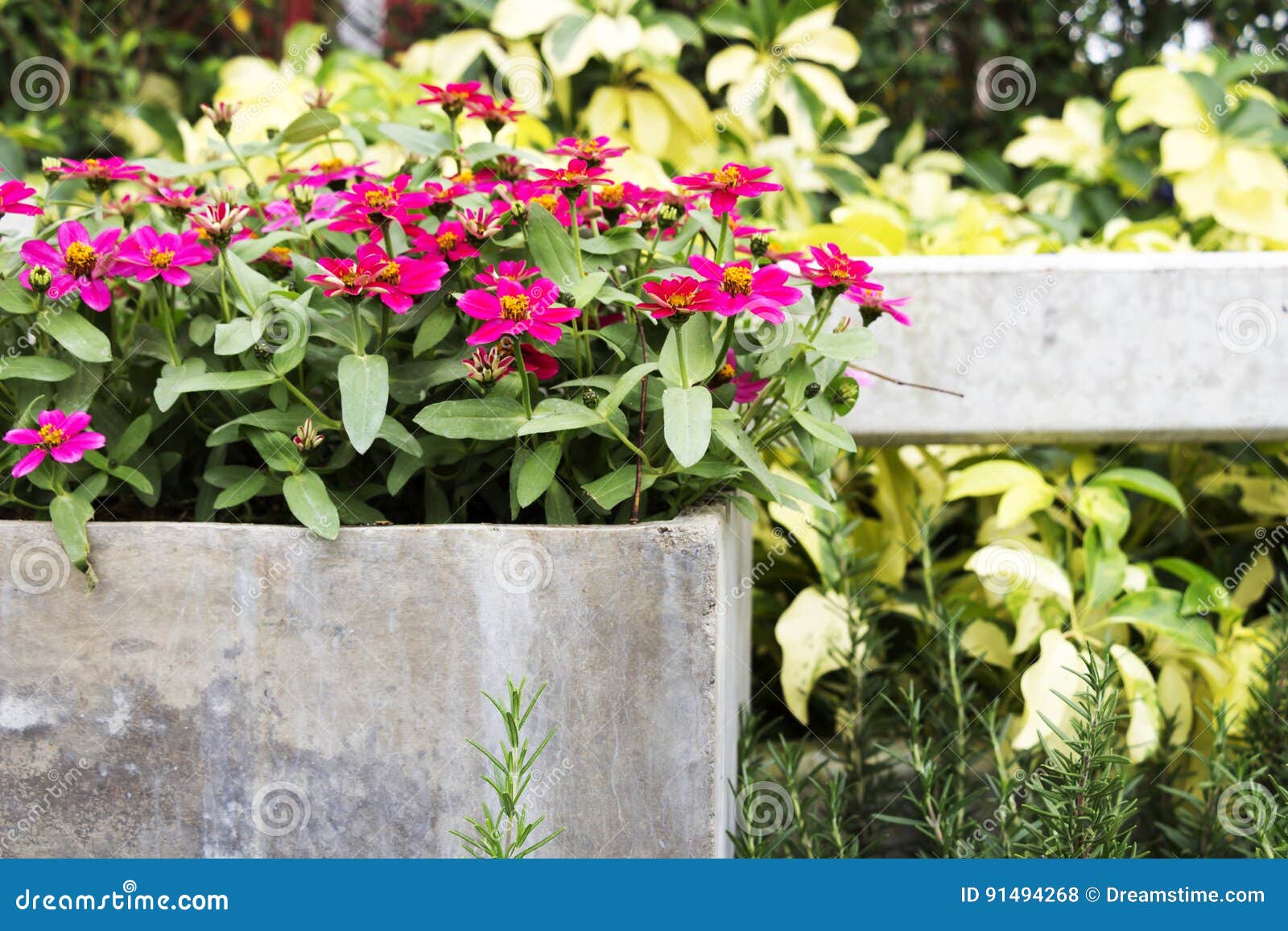 Pink Flowers in Pots in the Garden. Stock Photo - Image of flora, wood ...