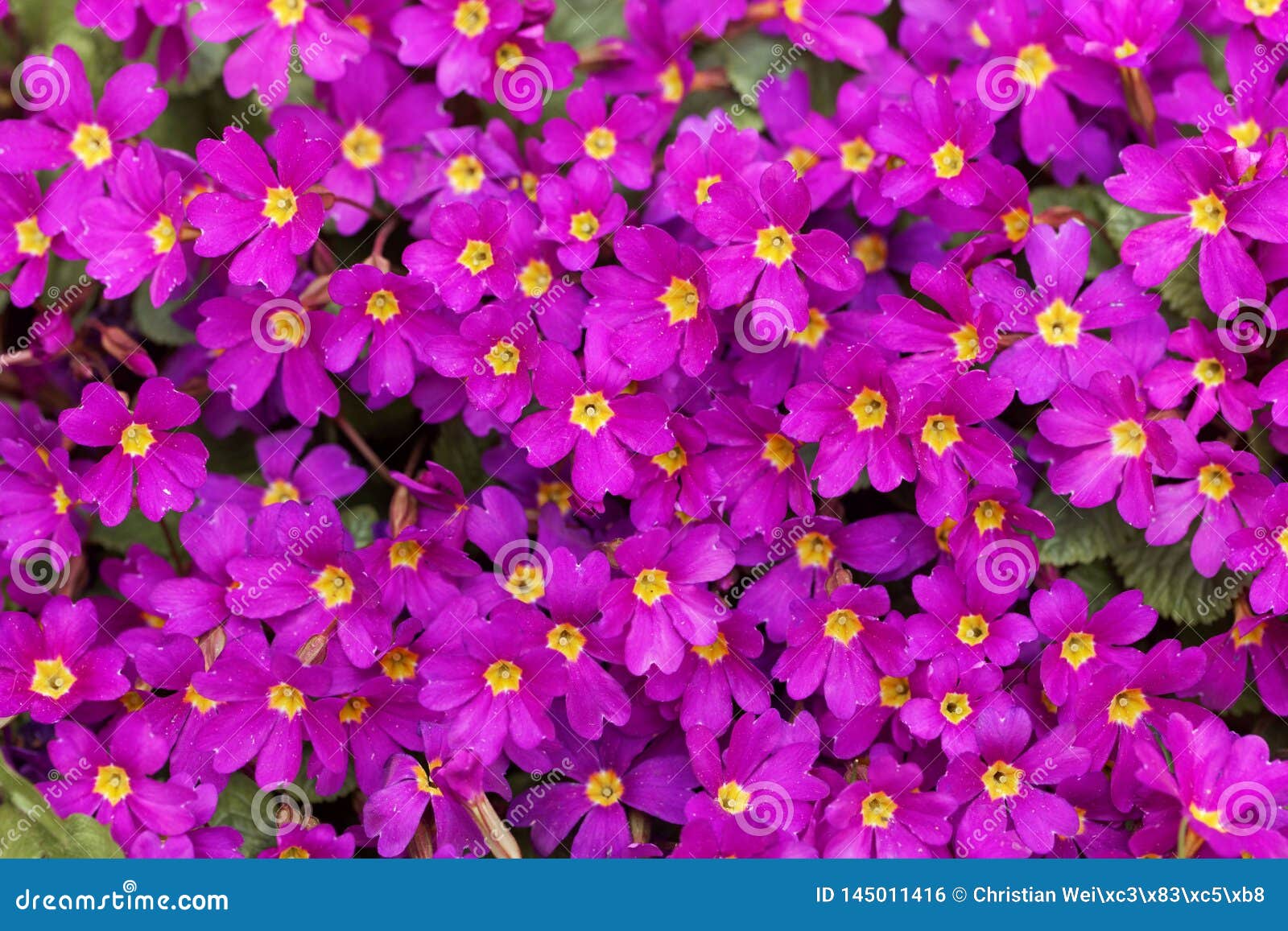 Pink Flowers of Primula X Pruhoniciana Stock Photo - Image of blooming ...