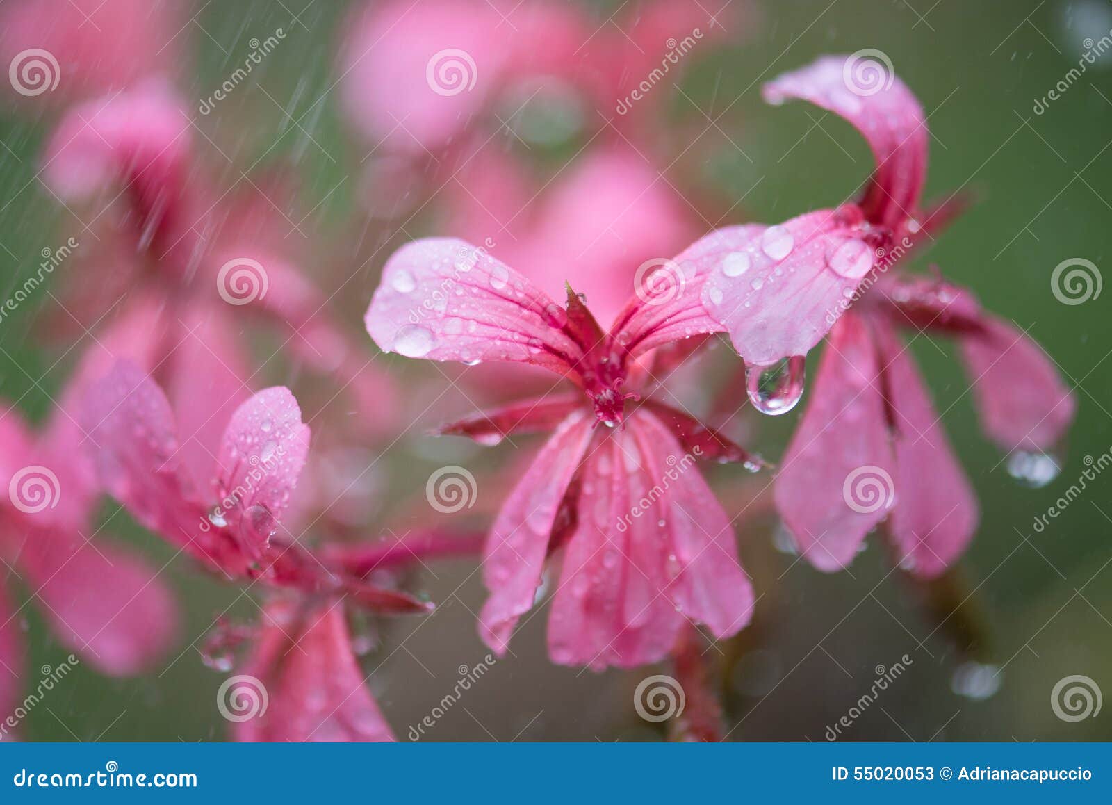 Pink Flowers and rain stock image. Image of stem, water - 55020053