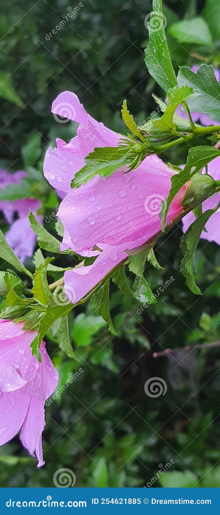 Pink Flowers in rain stock image. Image of flower, lilac - 254621885