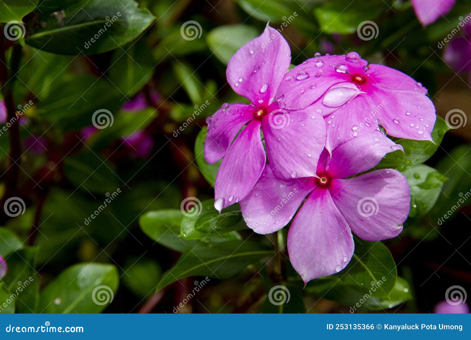 Pink flowers with raining stock photo. Image of lilac - 253135366