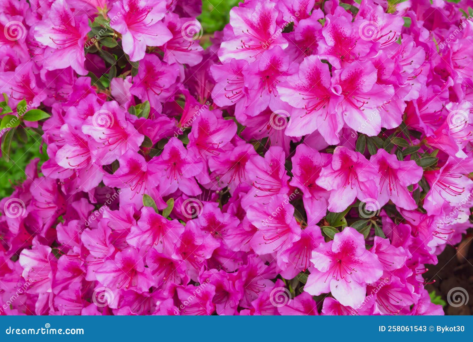 Pink Rhododendron Flowers in the Park in Summer. Floral Background ...
