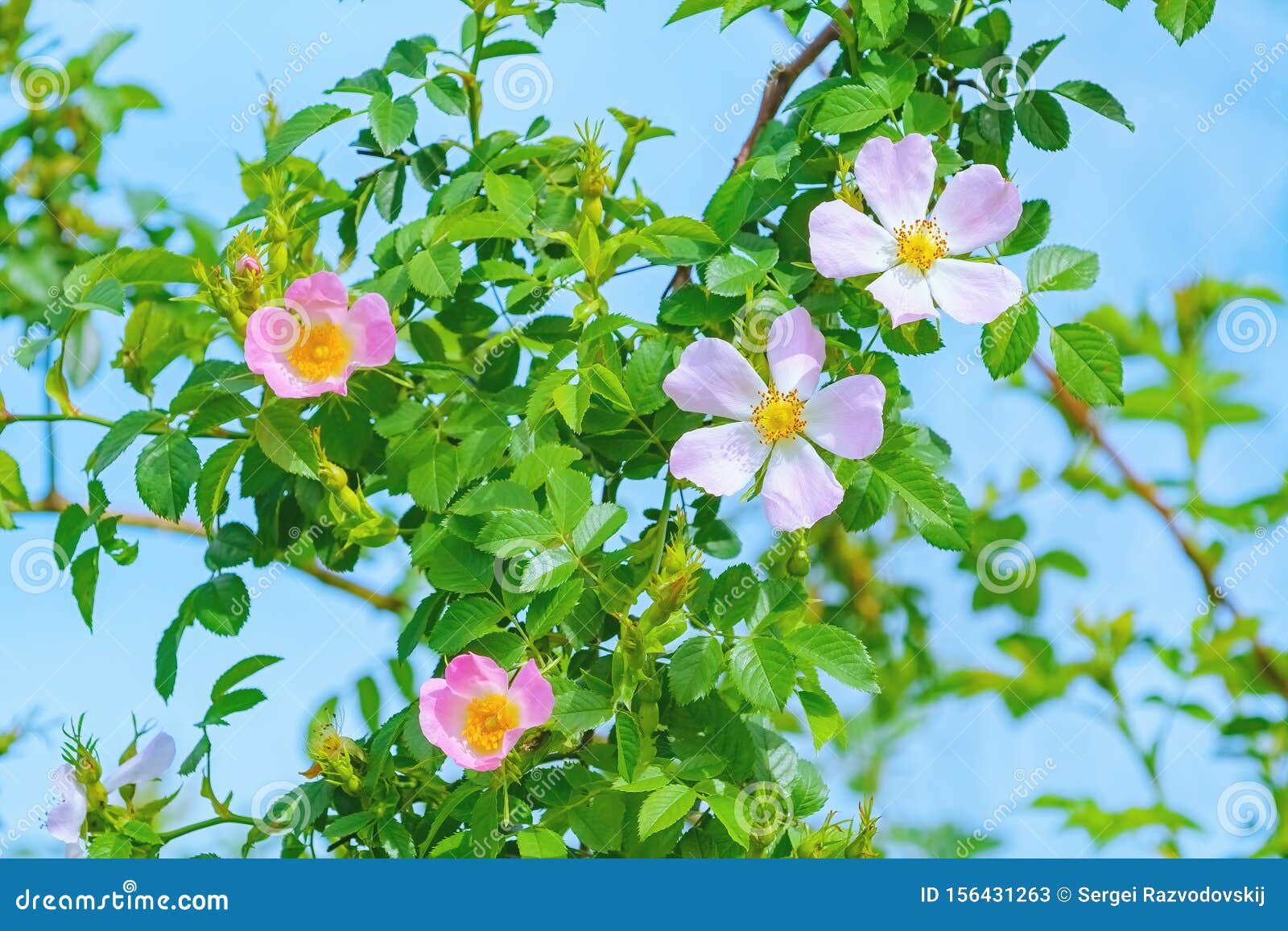 Rosa Multiflora Thunb. Var. Carnea Thory Stock Photography ...
