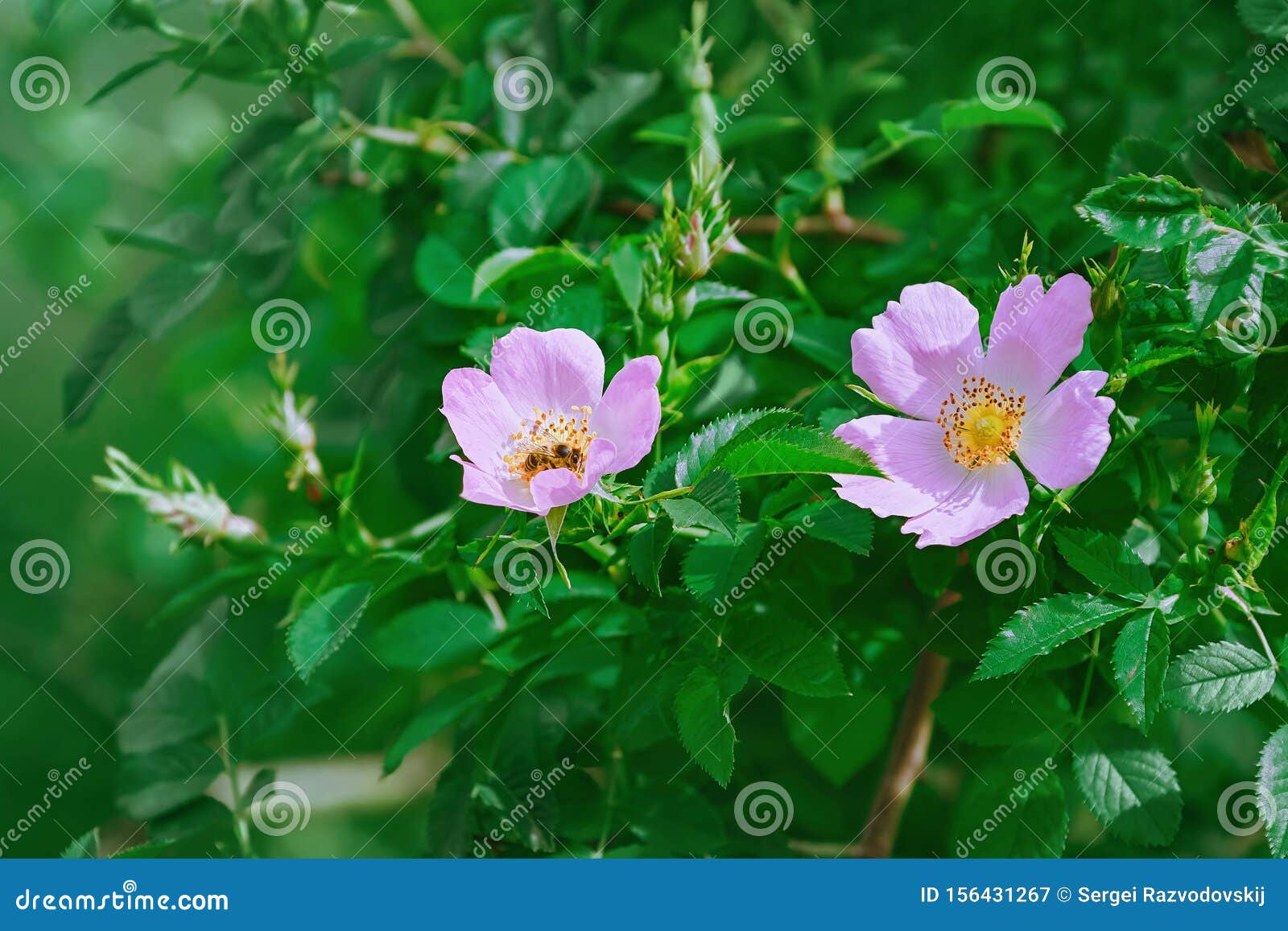 Pink Flowers of Rosa Multiflora Stock Image - Image of environment ...