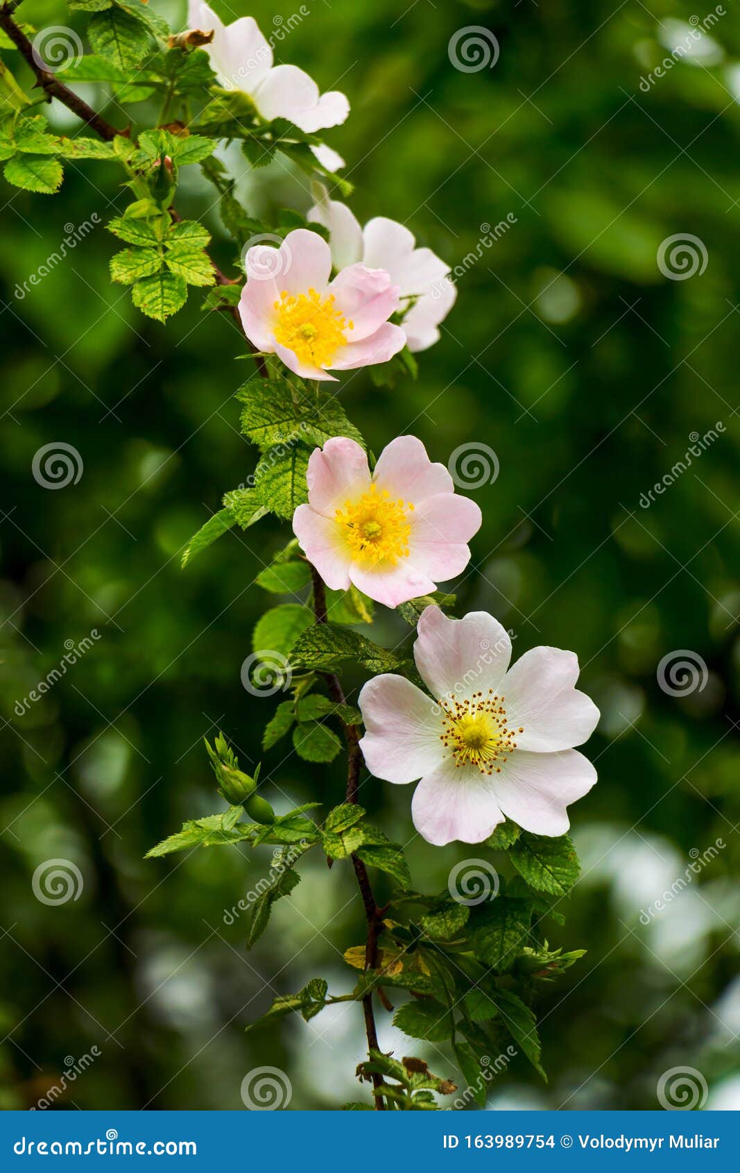 Pink Flowers Rose Hips on the Bushes among the Leaves, Vertical Format ...