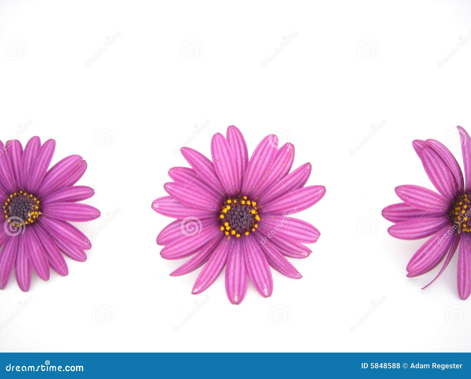 Pink Flowers in a Row stock photo. Image of flower, beauty - 5848588